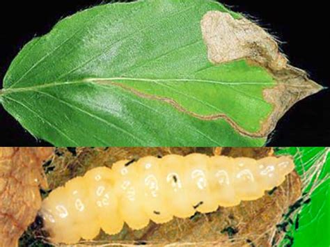 Poor Trade The Beech Leaf Miner Is The Latest Forest Pest Import