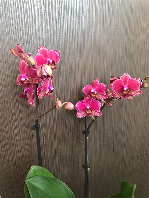 Орхидеи Харьков 1 Красотка камбрия для любителей экзотики Плотный цветок Ароматная Высота