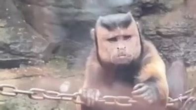 绍兴一动物园现国字脸猴 园方叫黑帽悬猴 属濒危物种 凤凰网视频 凤凰网