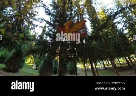 A Woman Reaches Out To Catch A Large Vibrant Autumn Leaf In Mid Air As