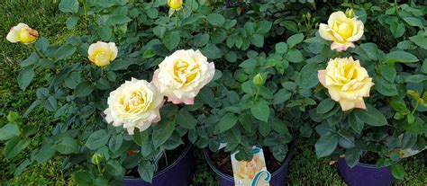 Rose Brandy™ Hybrid Tea Pp5168 3 Pot Peacock Valley Nursery