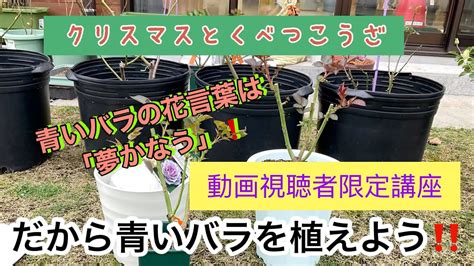 クリスマス特別講座 青いバラの花言葉は「夢がかなう」、だから青いバラを植えよう！動画視聴者限定講座 Bv Naire