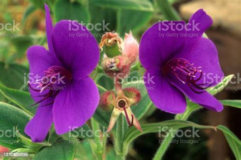 Bunga Putri Foto Stok Unduh Gambar Sekarang Alam Botani Bunga