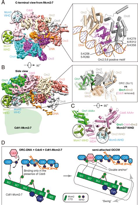 Figure 2 From Structural Mechanism Of Helicase Loading Onto Replication