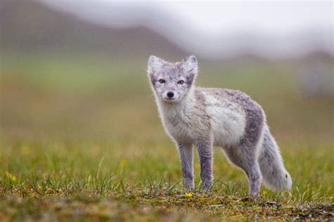 Arctic Fox Summer Pictures