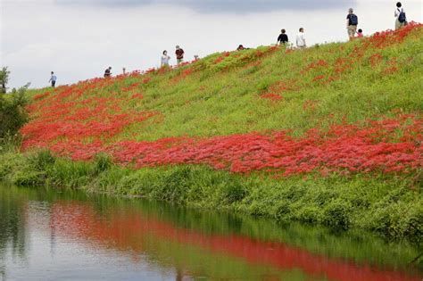 津屋川堤防の彼岸花 その2 写真始めました