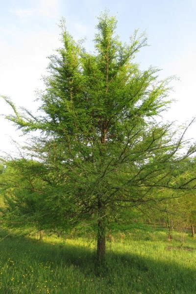 Elm Winged Cherrylake