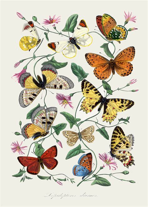 Vintage Butterfly Printables Vintage Butterfly Pair Art Prints