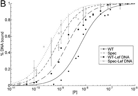 binding of hmg d 100 and`specand`spec protein to the lef 1 binding