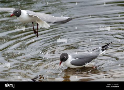 Laughing Gulls In Breeding Plumage Swim In The Lake At Langan Park In Mobile Alabama Stock