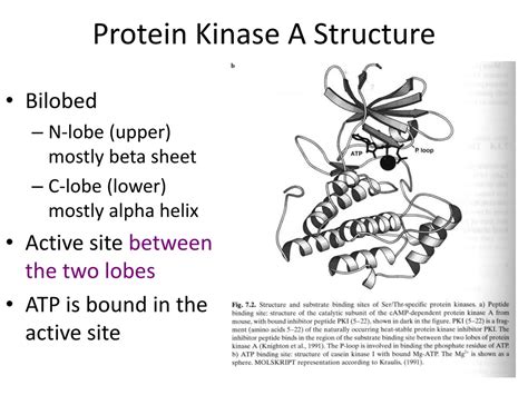 Ppt Protein Kinases Regulation And Importance In Cellular Signaling
