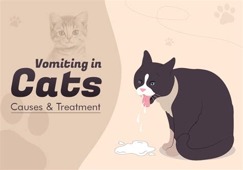 Vomiting In Cats Causes Treatment