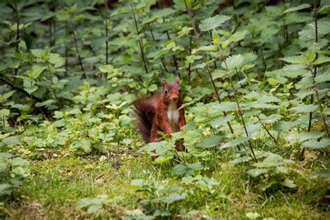 My First Ever School Trip Was Red Squiggle Hunting At Formby Went