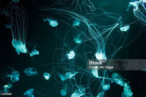 어두운 배경에 해파리 촉수가 얽혀있는 아름다운 해파리 미학 Nettle에 대한 스톡 사진 및 기타 이미지 Nettle 검은