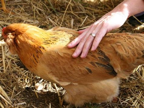 We Shouldnt Hug Our Chickens Sunset Magazine