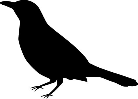 Svg Amsel Tier Vogel Kostenloses Svg Bild Symbol Svg Silh