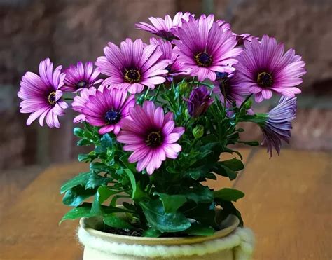 ᐈ Consejos sencillos para cuidar tus flores en maceta Abonos para