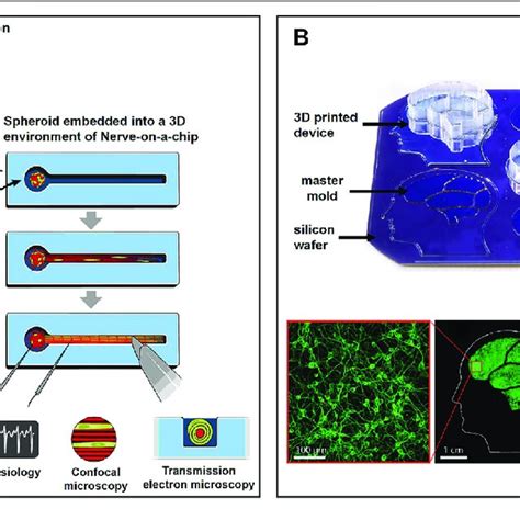 Representative State Of The Art Microfluidic Based Models For Ex Vivo