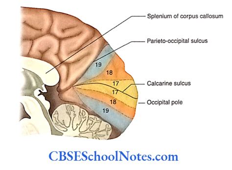 Neuroanatomy Visual System Notes CBSE Babe Notes