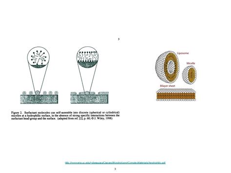 Nonbiological Hierarchical Morphologies Amphiphilic Molecules Block Copolymers Linear