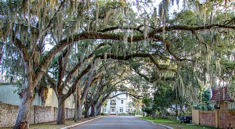 St Augustine Oak Canopy Photograph By Jean Haynes Pixels