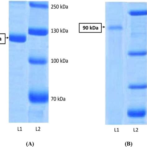 Effect Of Temperature On Cellulase Activity And Stability The Optimum