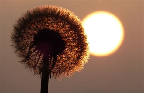 Löwenzahn Pusteblume Sonne Kostenloses Foto auf Pixabay Pixabay