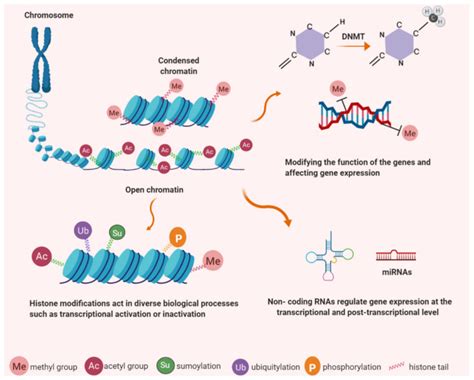 Epigenetic Modifications Have Important Roles In Chromatin Structure