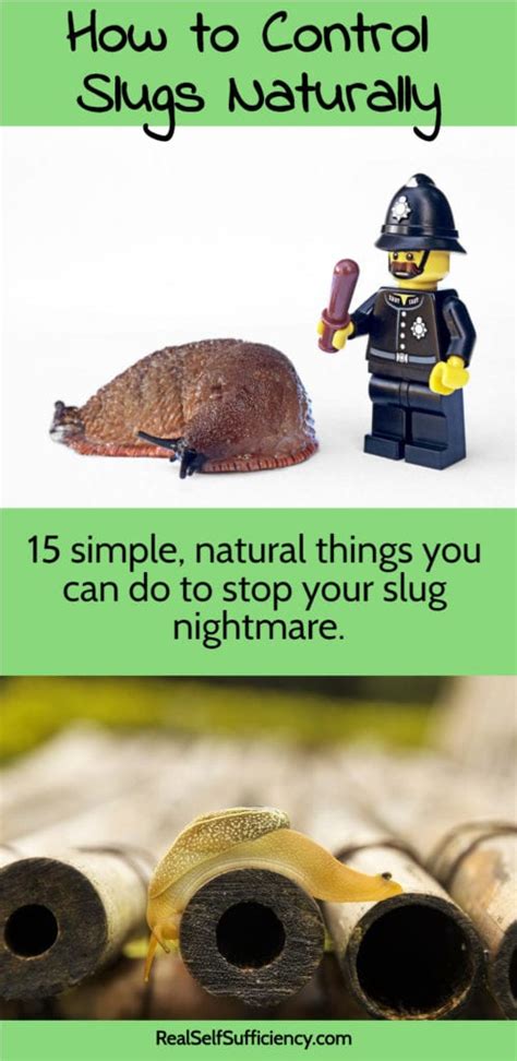 How To Control Slugs Naturally Real Self Sufficiency