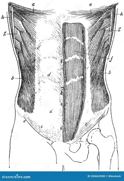 Anatomia Topografica Della Parete Addominale Anteriore Fotografia Stock