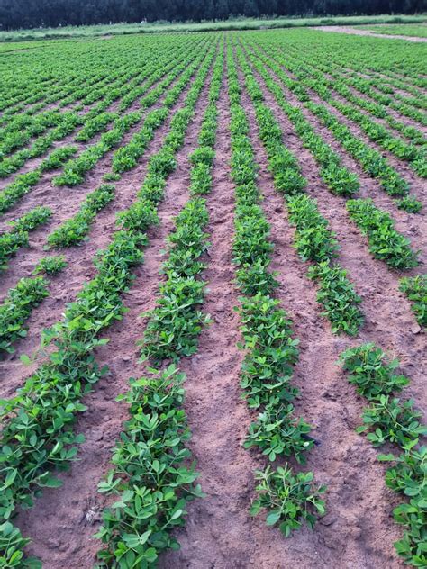 Mbegu Mpya 16 Korosho Karanga Zagunduliwa Habarileo