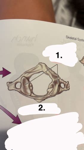 Skeletal System Vertabrae Flashcards Quizlet