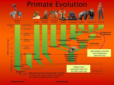 Ppt Hominin Evolution Classification Powerpoint Presentation Free