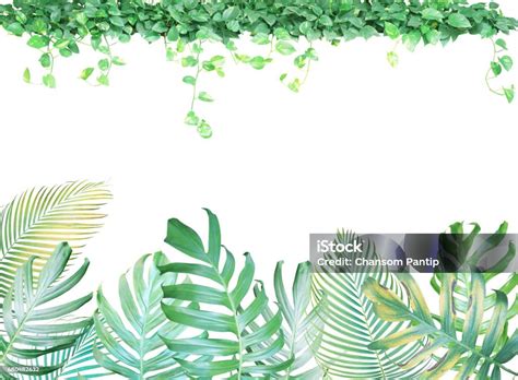 열 대 배경에 대 한 몬스 테라 Philodendron 야자수 잎과 밝은 녹색노란색 색상 톤에 아이비 Pothos 매달려와