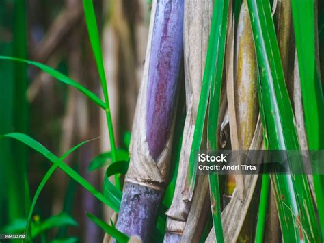 아침에 가까이서 촬영한 사탕수수 식물 줄기 아직 신선하고 수확되지 않은 사탕수수 식물 사탕수수 잎 곡물 수확량에 대한 스톡 사진 및 기타 이미지 Istock