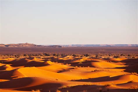 Characteristics And Key Elements Of A Desert Ecosystem