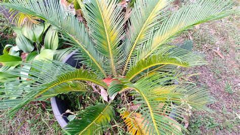 Sago Palm Turning Yellow Can I Get Some Tips For This Sago Palm
