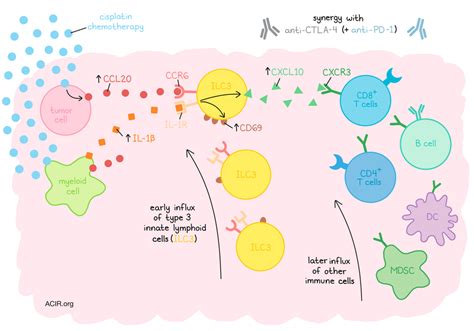 Chemo Induced Innate Lymphoid Cells Heat Up The Tumor Environment