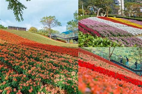 走春來北投！2024「北投三層崎花海」大冠鷲造型新花漾，市長還要親自發紅包 旅遊 聯合新聞網