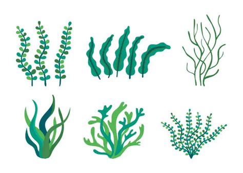 Free Sea Plant Clipart Images Freeimages