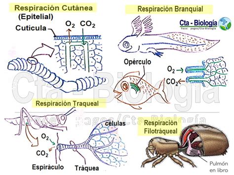 Biología didáctica NSC Respiración en Animales