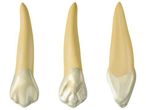 Incisor Teeth Function Structure And Importance For Dental Health