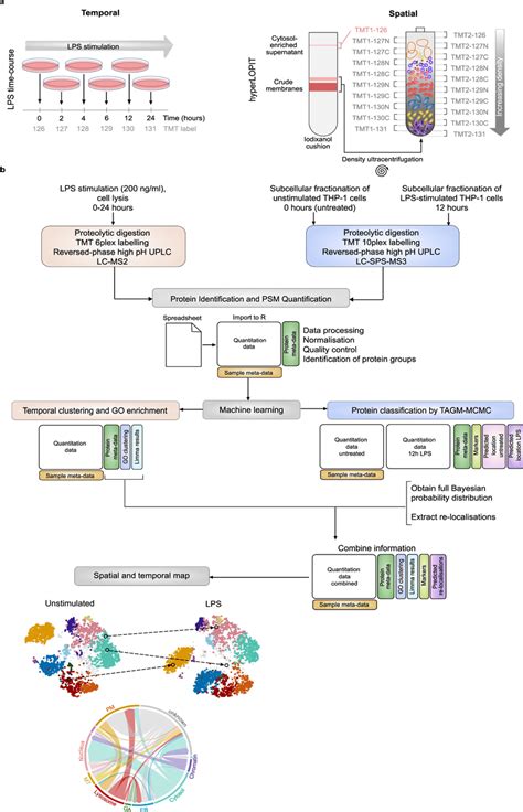 Overview Of The Spatiotemporal Experimental Pipeline A Tmt Labelling Download Scientific