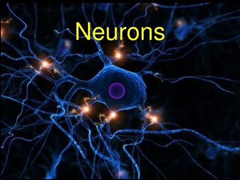 Ppt Neurons Components And Functions Powerpoint Presentation Free