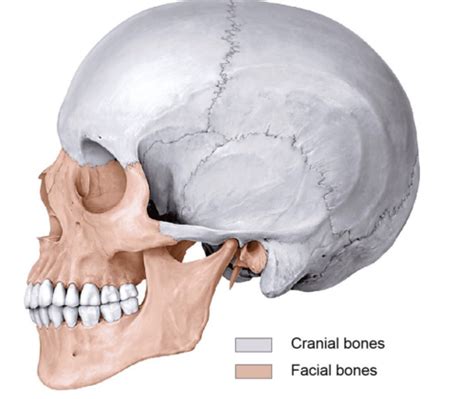 Axial And Appendecular Skeleton Flashcards Quizlet