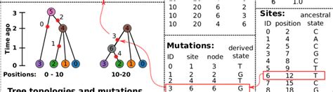 An Example Tree Sequence Describing Genealogies And Sequence Variation Download Scientific