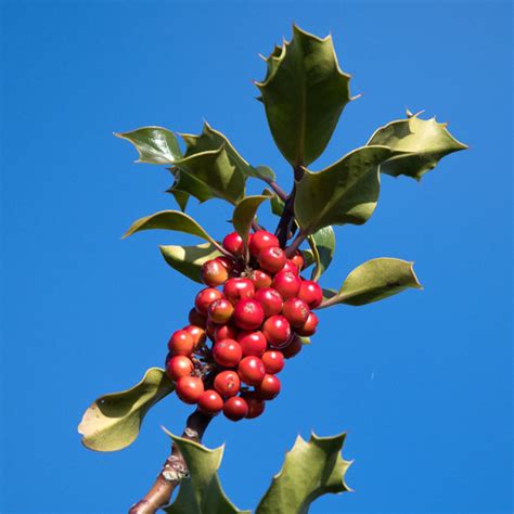 Holly