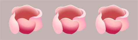 Illustrator Tutorial Create A Bouquet Of Peonies Vectorportal Blog
