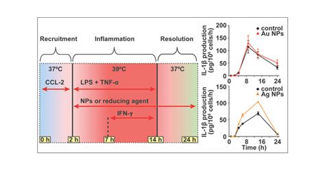 Assessing The Immunosafety Of Engineered Nanoparticles With A Novel In
