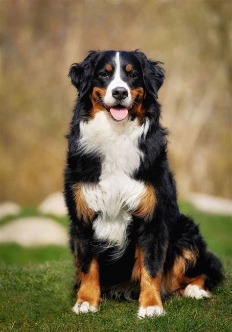 Berner TTS Computer AI Voice Soundboard